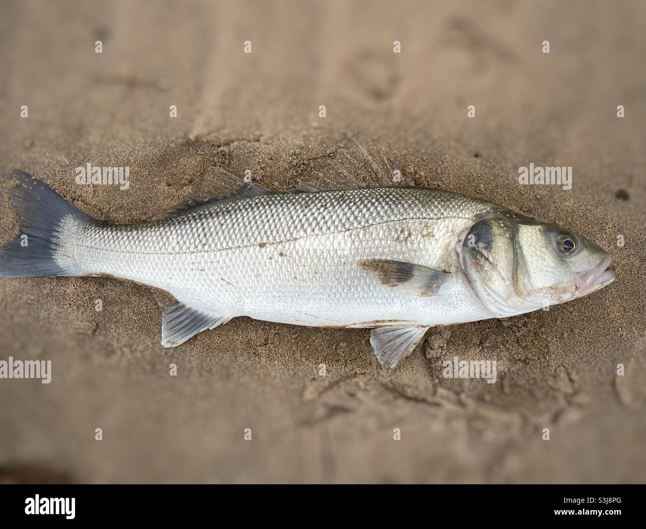Dicentrarchus labrax-a freshly caught bass lying on a Sandy Welsh surf ...