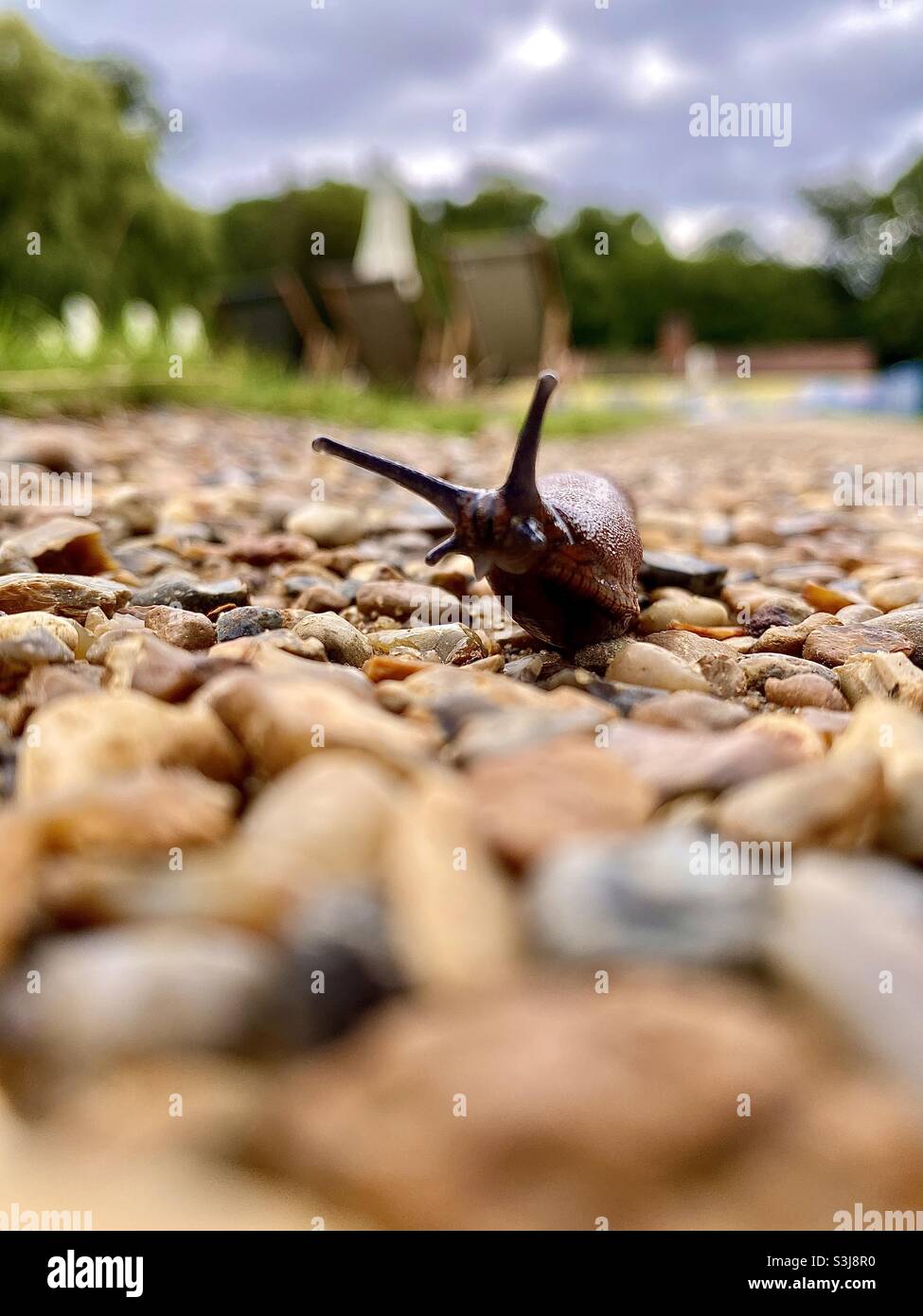 Snail life hi-res stock photography and images - Alamy