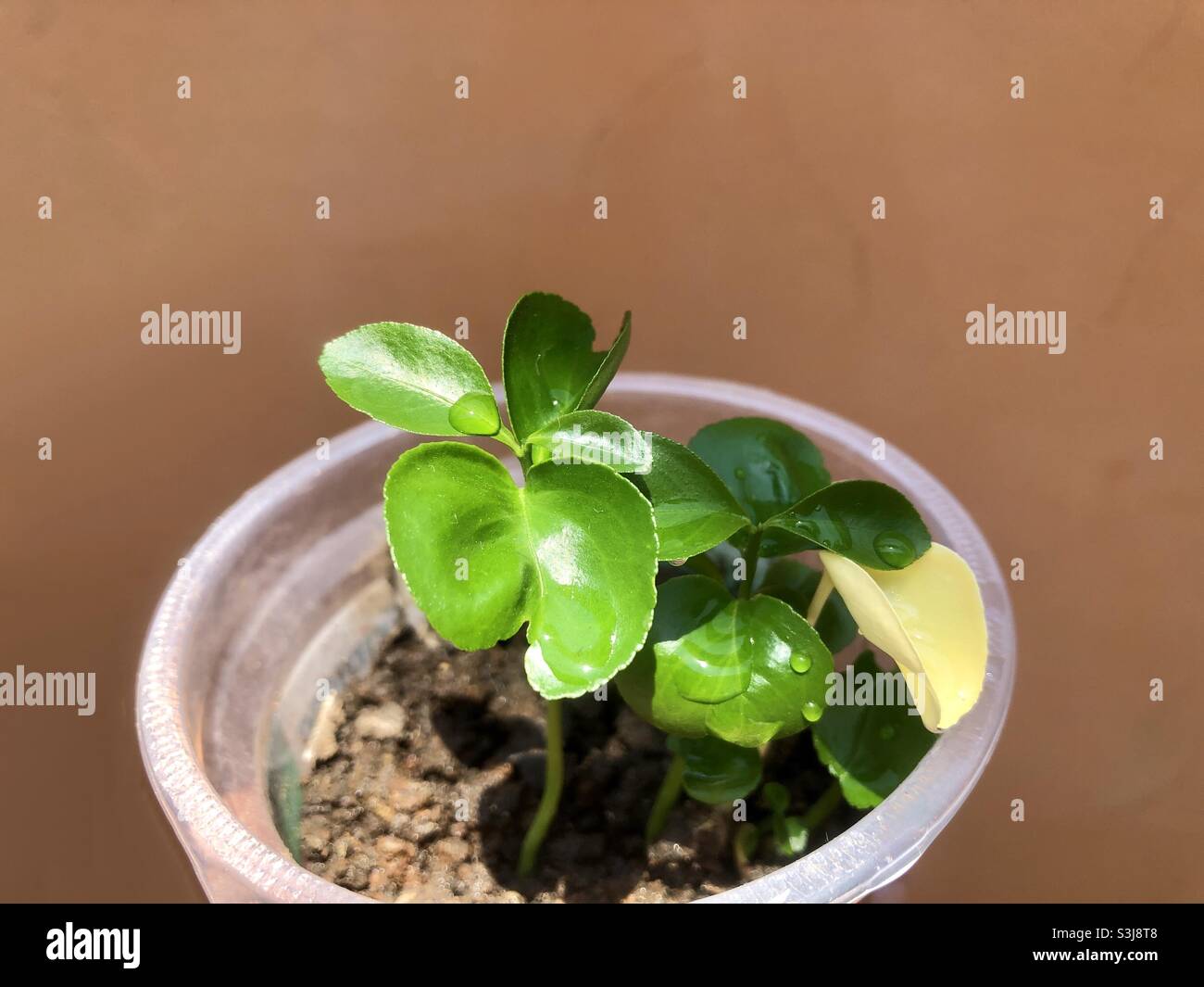 Orange Seedlings Images at Ruby Vannatter blog