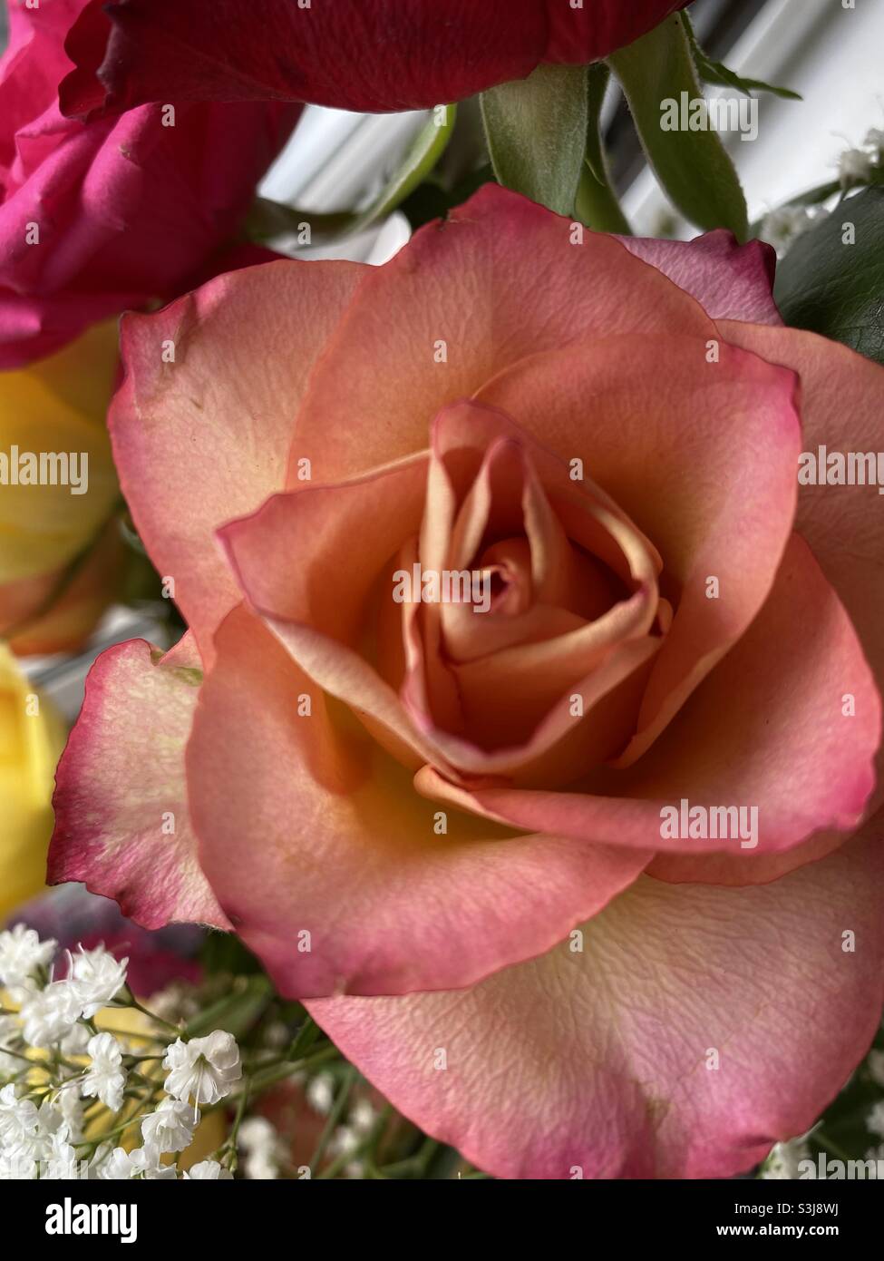 Peach rose hi-res stock photography and images - Alamy