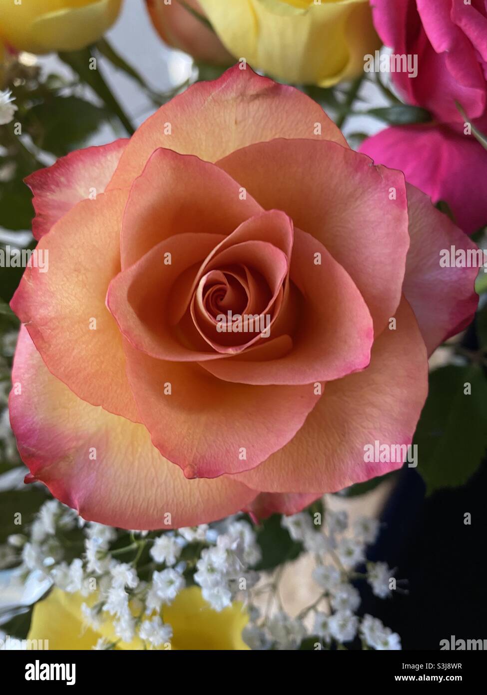 Show roses hi-res stock photography and images - Alamy