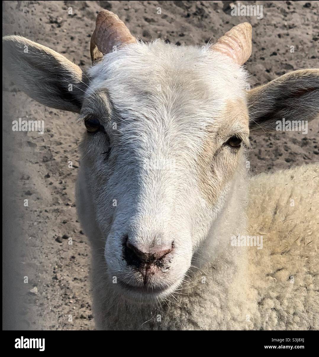 Goat life hi-res stock photography and images - Alamy