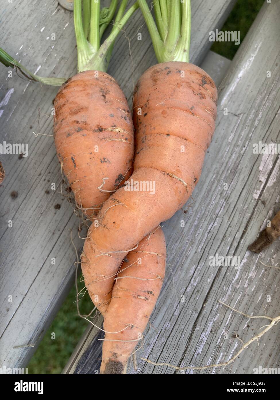 Two Carrots High Resolution Stock Photography and Images - Alamy