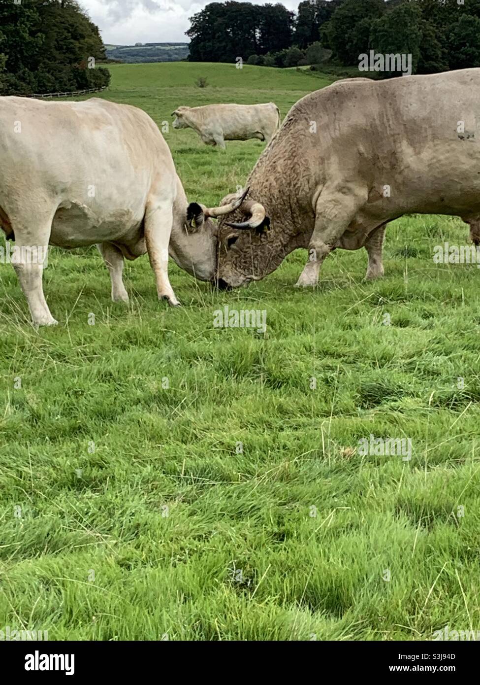 Cows feeling amorous Stock Photo - Alamy