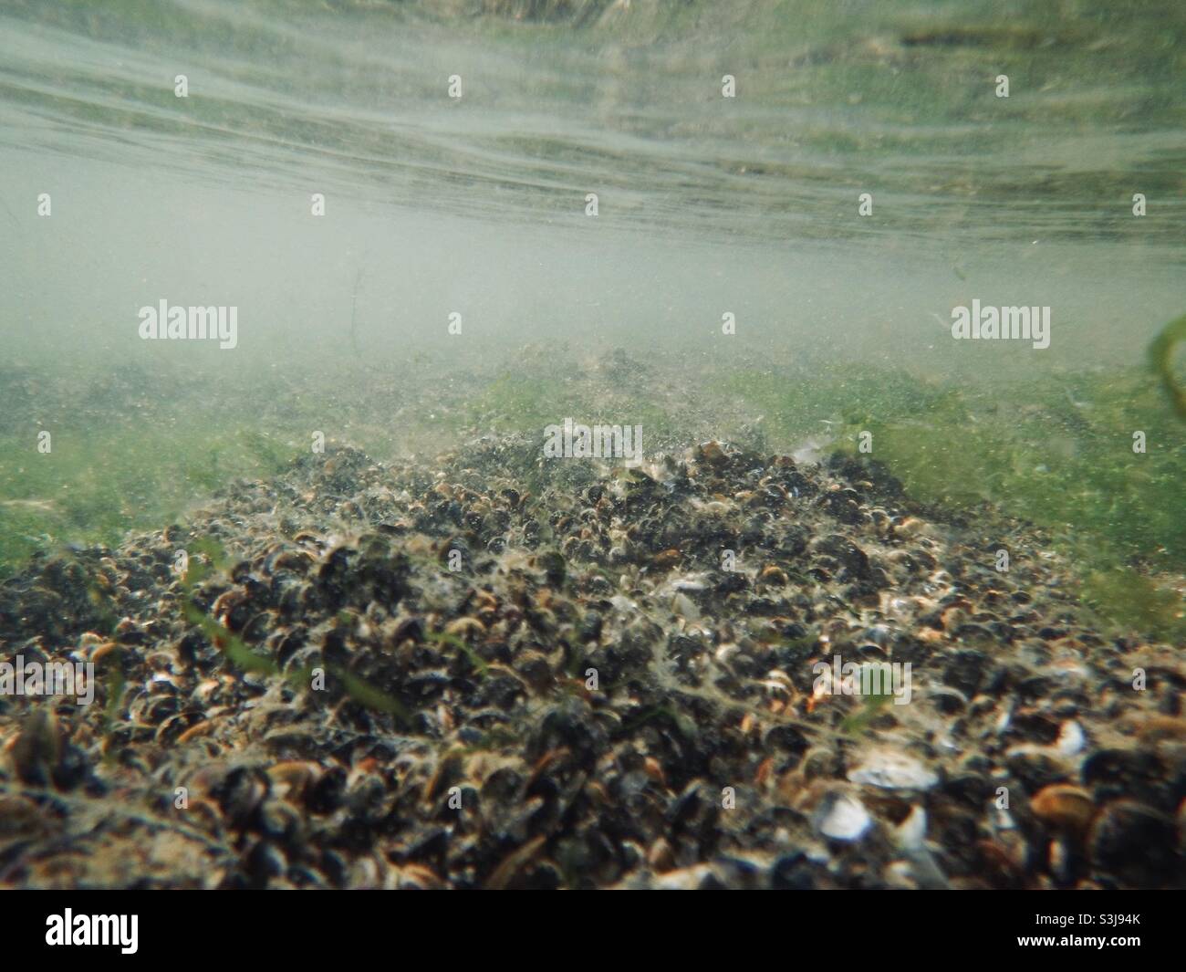 Underwater picture of a mussel bank Stock Photo - Alamy