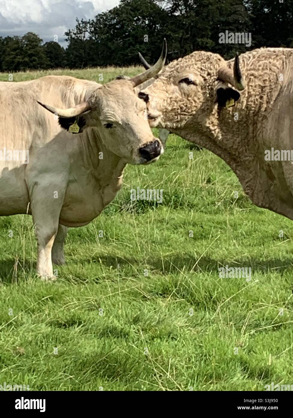 Let me tell you a secret Stock Photo - Alamy