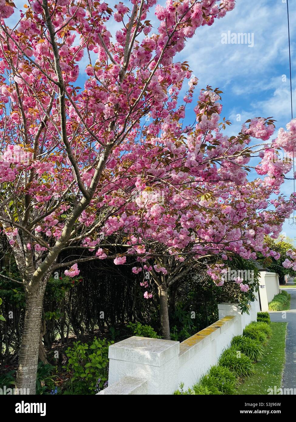 Christchurch new zealand blossom trees hi-res stock photography and ...