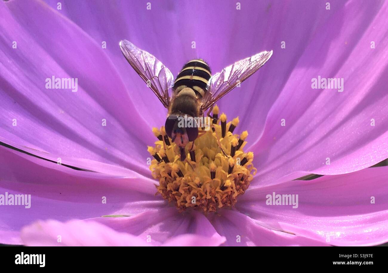 Wasp, fly, pink, flower, golden, yellow, nature, awe Stock Photo - Alamy