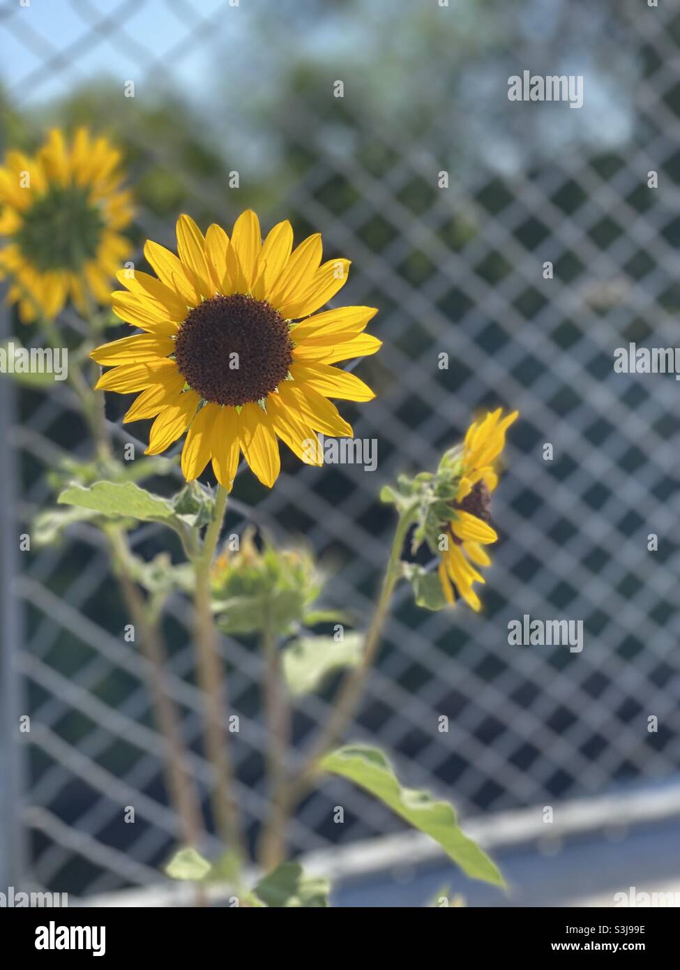 Sunflower and wild flowers hi-res stock photography and images - Alamy