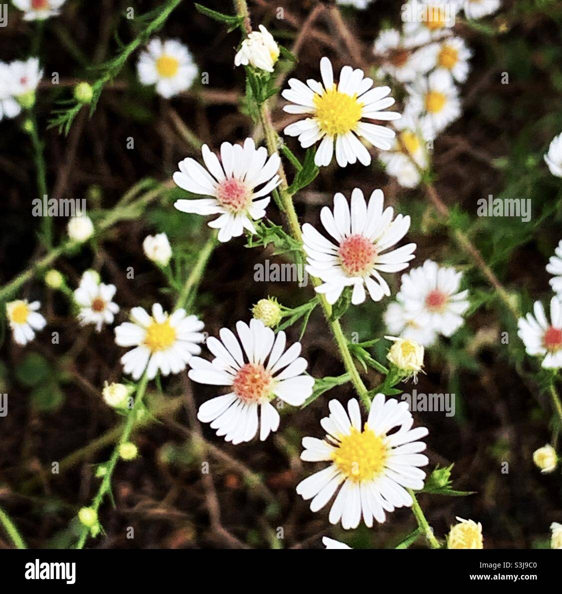 Explore wild hi-res stock photography and images - Alamy