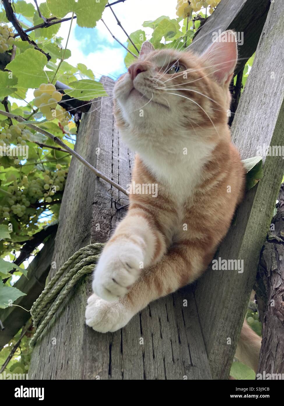 Orange tabby cat keeping watch over the farm from on top of a vineyard ...