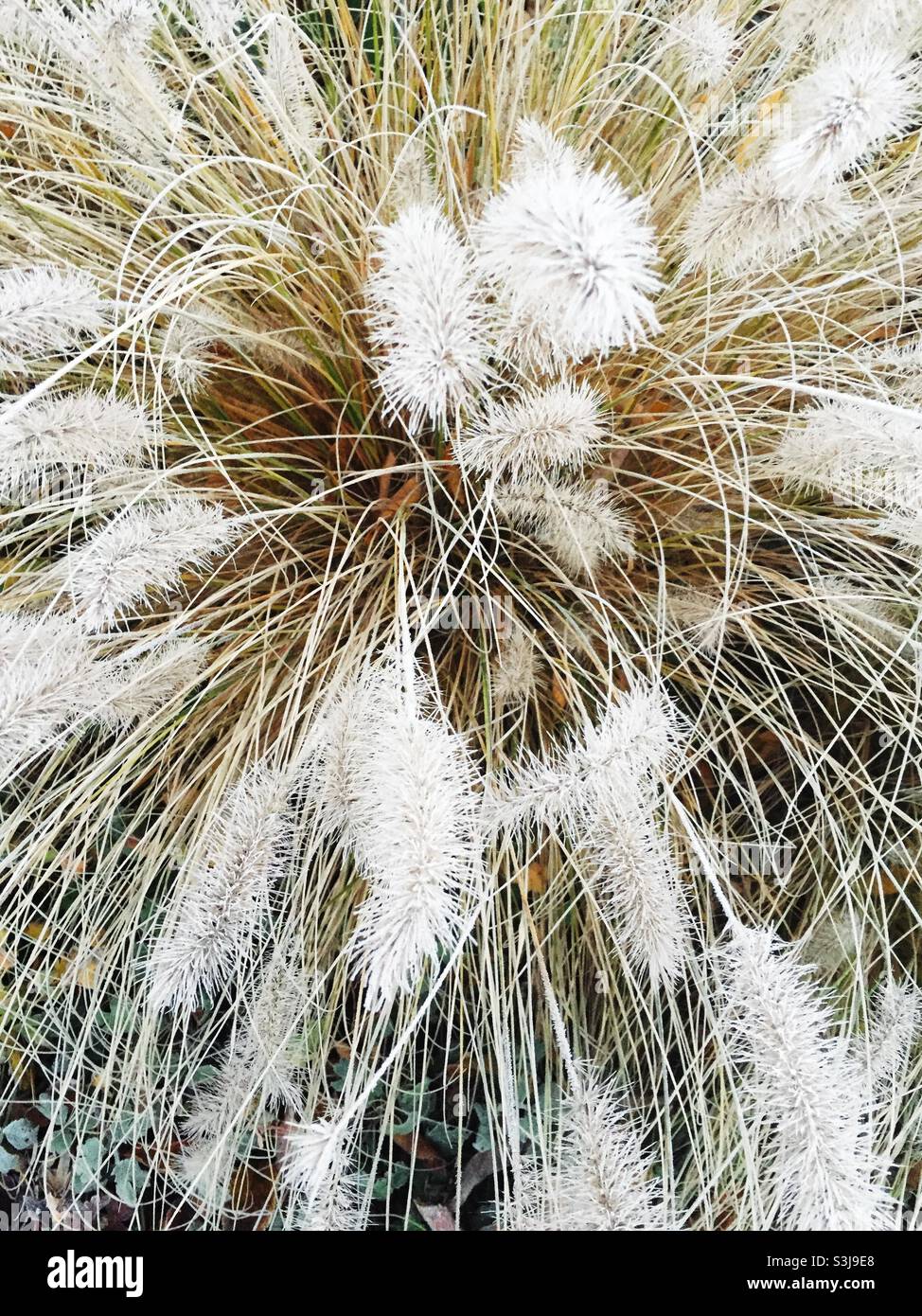 Frost covered grass in the winter garden Stock Photo - Alamy
