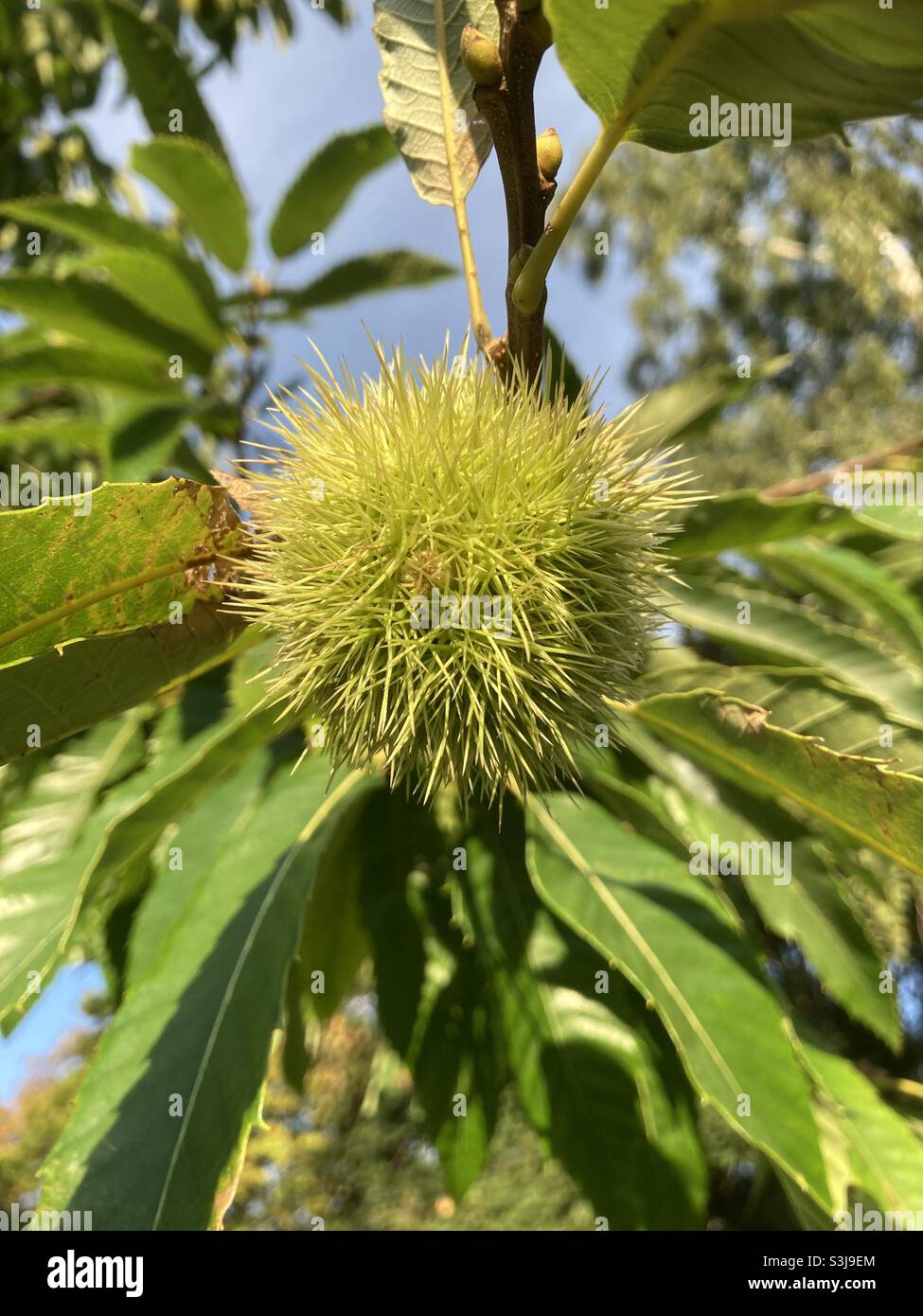 green chestnut on the tree’s branch surrounded by green leaves Stock ...