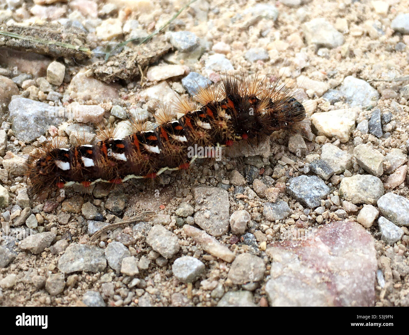 Knot grass moth caterpillar hi-res stock photography and images - Alamy