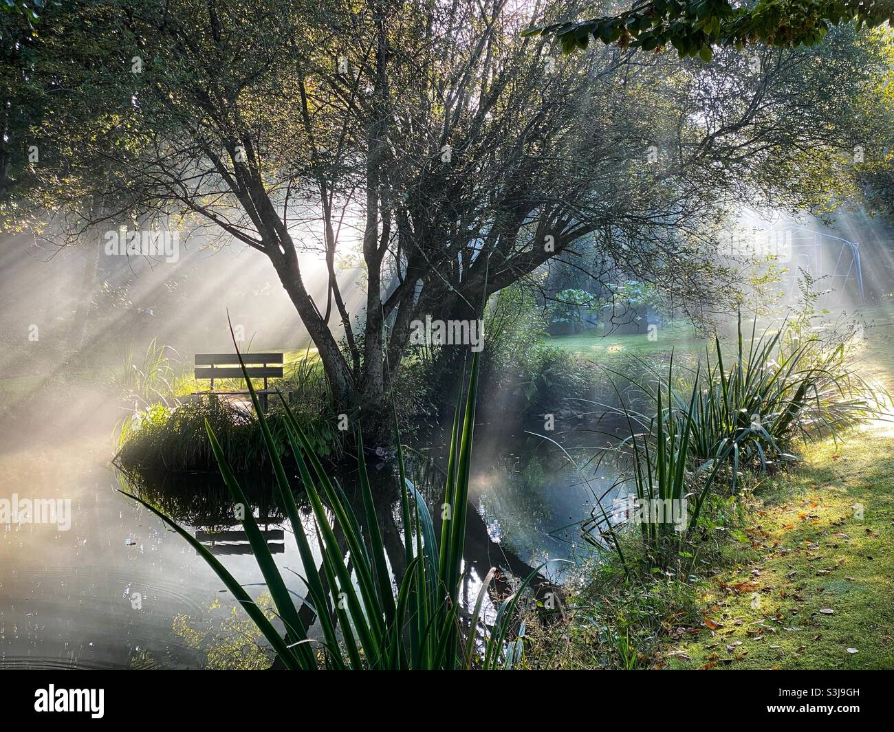 Pond in early morning sun and mist Stock Photo - Alamy