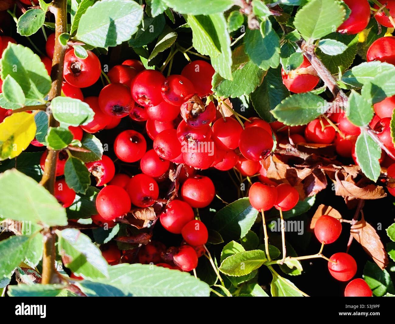 Wild berry plant hi-res stock photography and images - Alamy