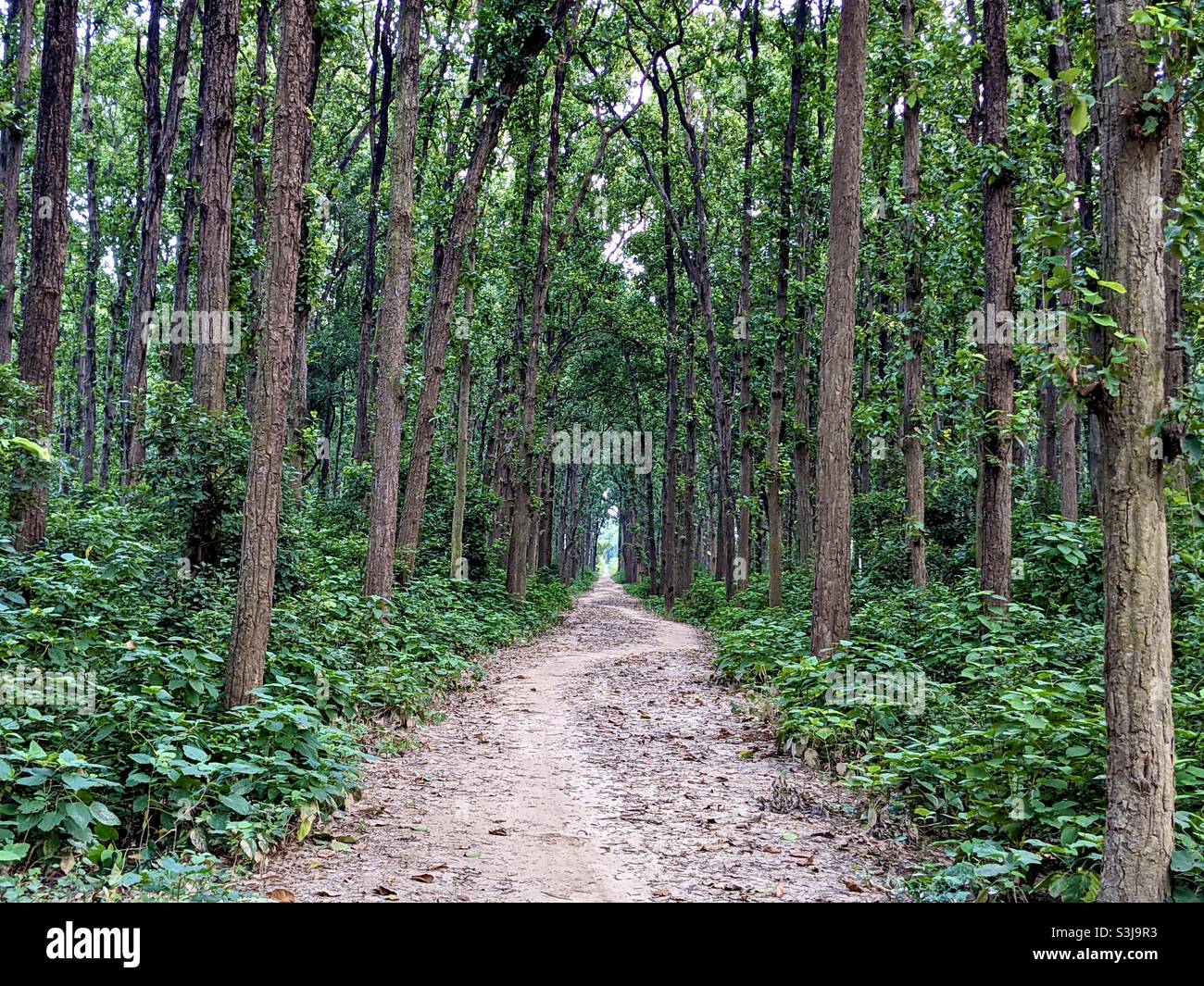 Trees of heaven hi-res stock photography and images - Alamy
