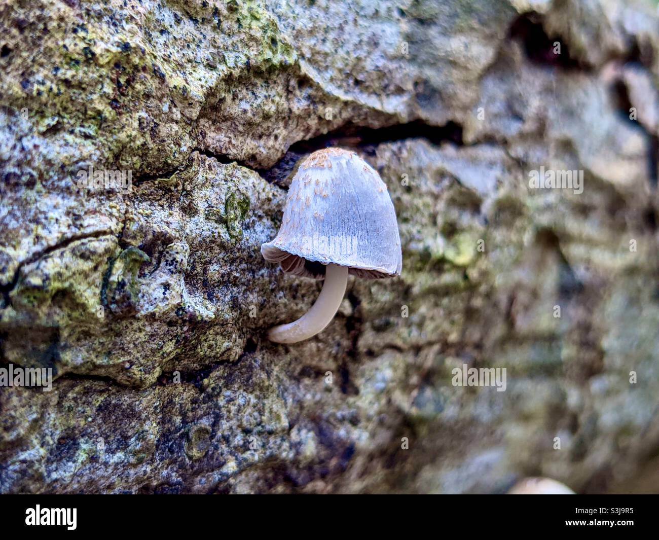 Infected world hi-res stock photography and images - Alamy