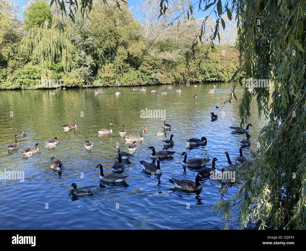 Gloucester Park Basildon High Resolution Stock Photography and Images ...