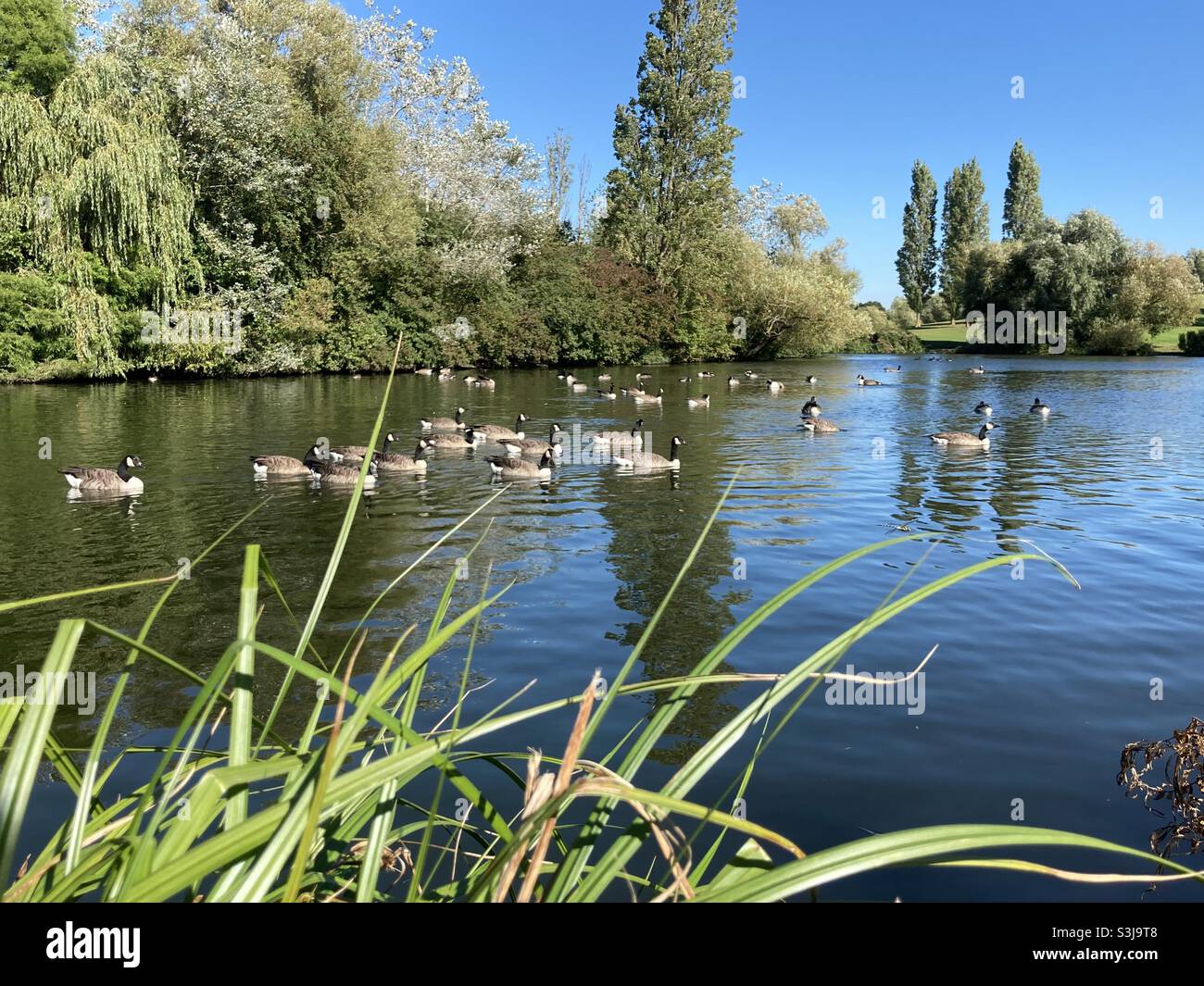 Gloucester park basildon hi-res stock photography and images - Alamy