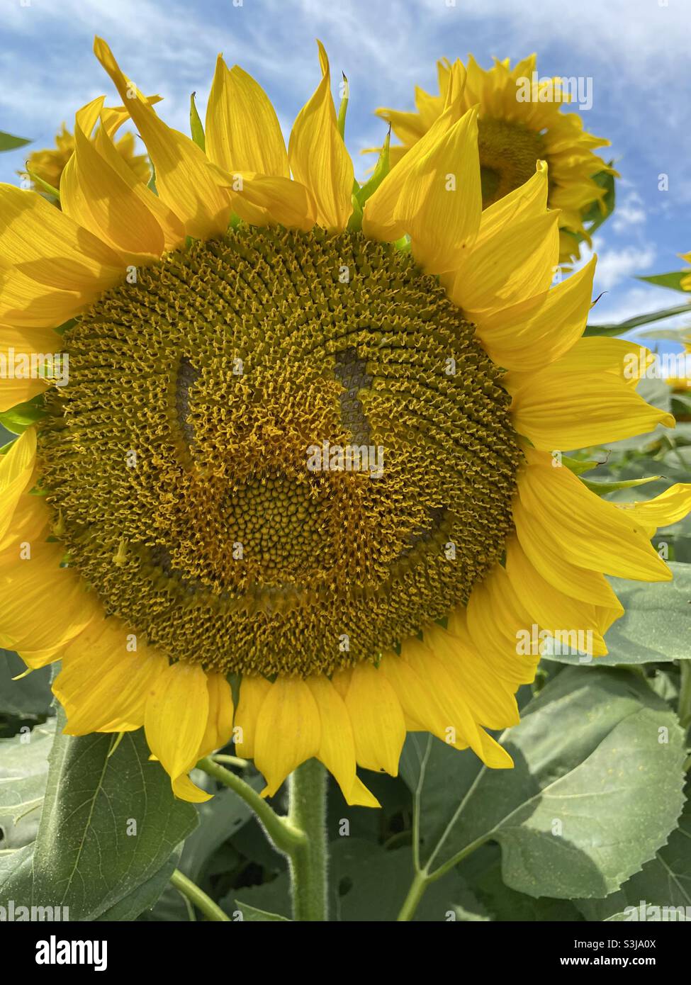 Smiley sunflower hi-res stock photography and images - Alamy