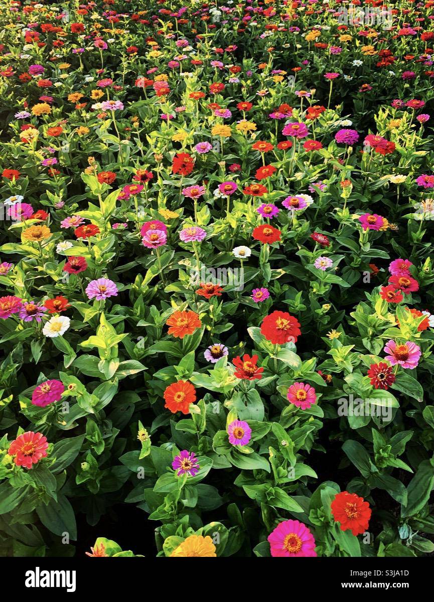 Zinnia farm hi-res stock photography and images - Alamy