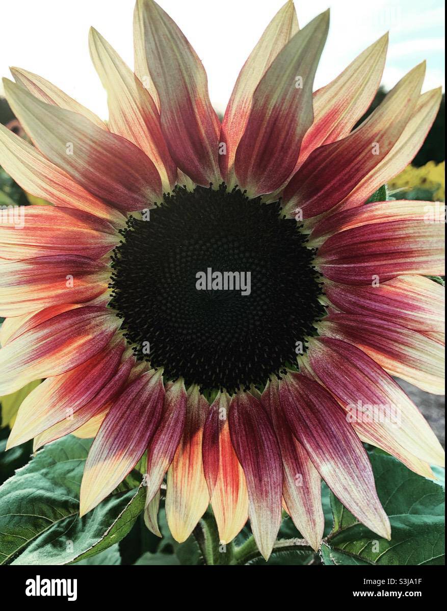 Fall sunflower hi-res stock photography and images - Alamy