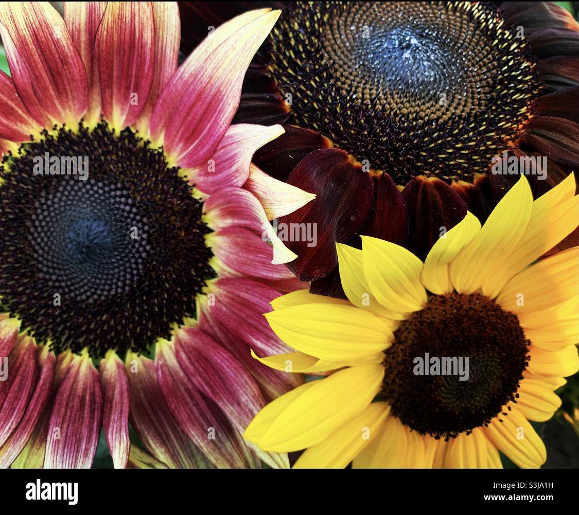 Field variations hi-res stock photography and images - Alamy