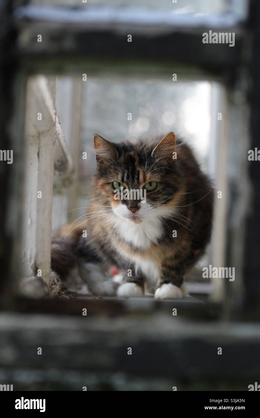 Shed cat hi-res stock photography and images - Alamy