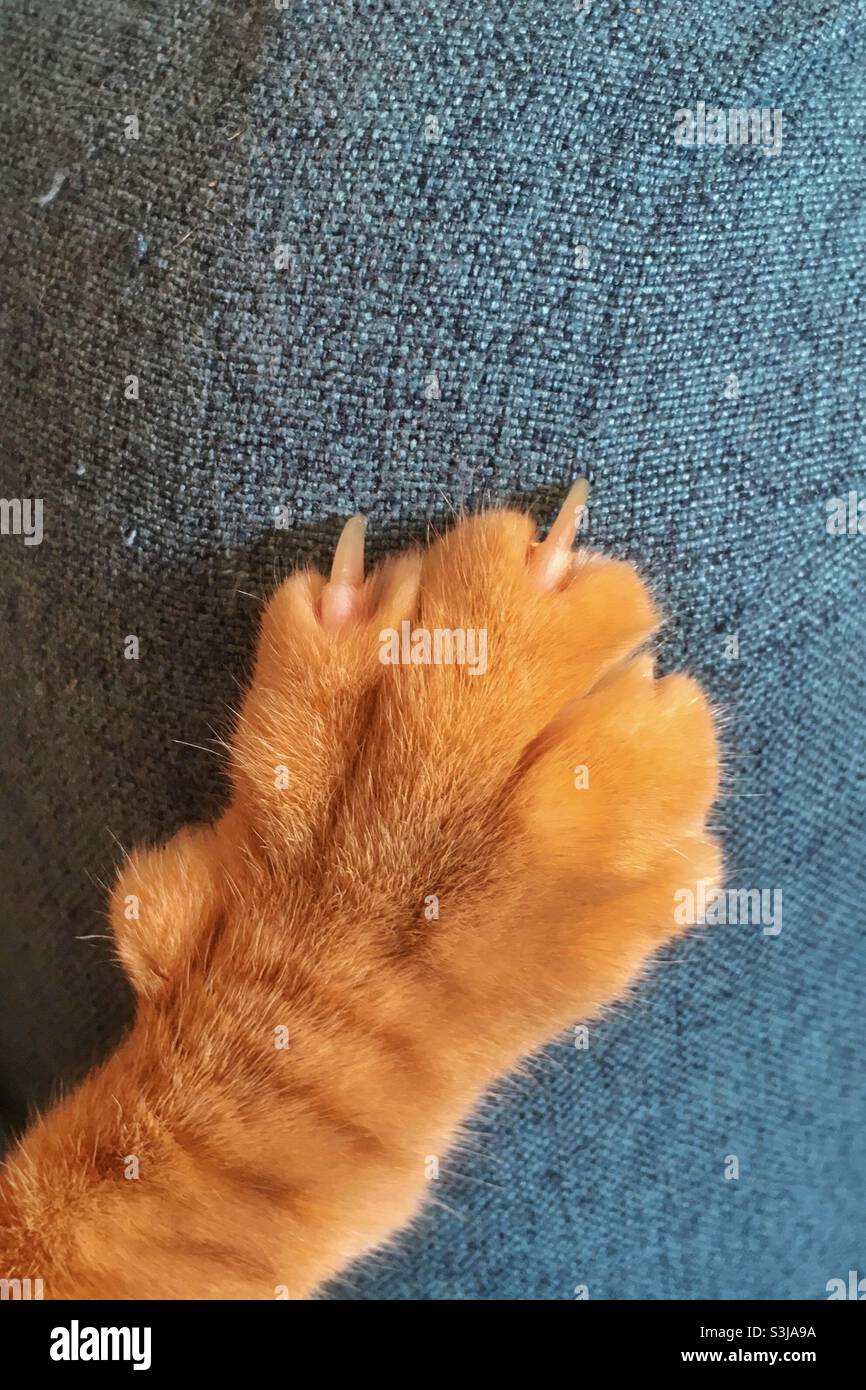closeup of a cat's paw with big nails scratching blue couch Stock Photo ...