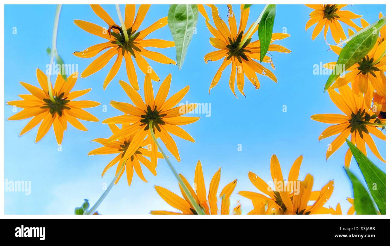 Flowers from below Stock Photo - Alamy