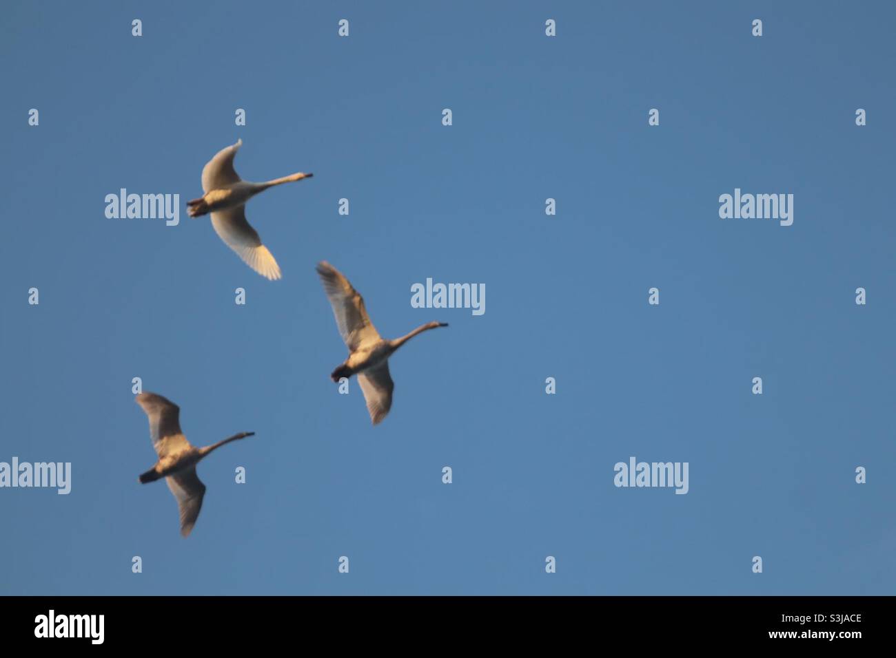 Three swans flying across blue sky Stock Photo - Alamy