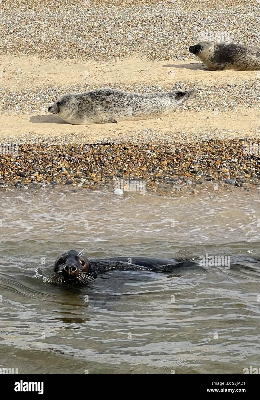 Seals at blakeney point hi-res stock photography and images - Alamy