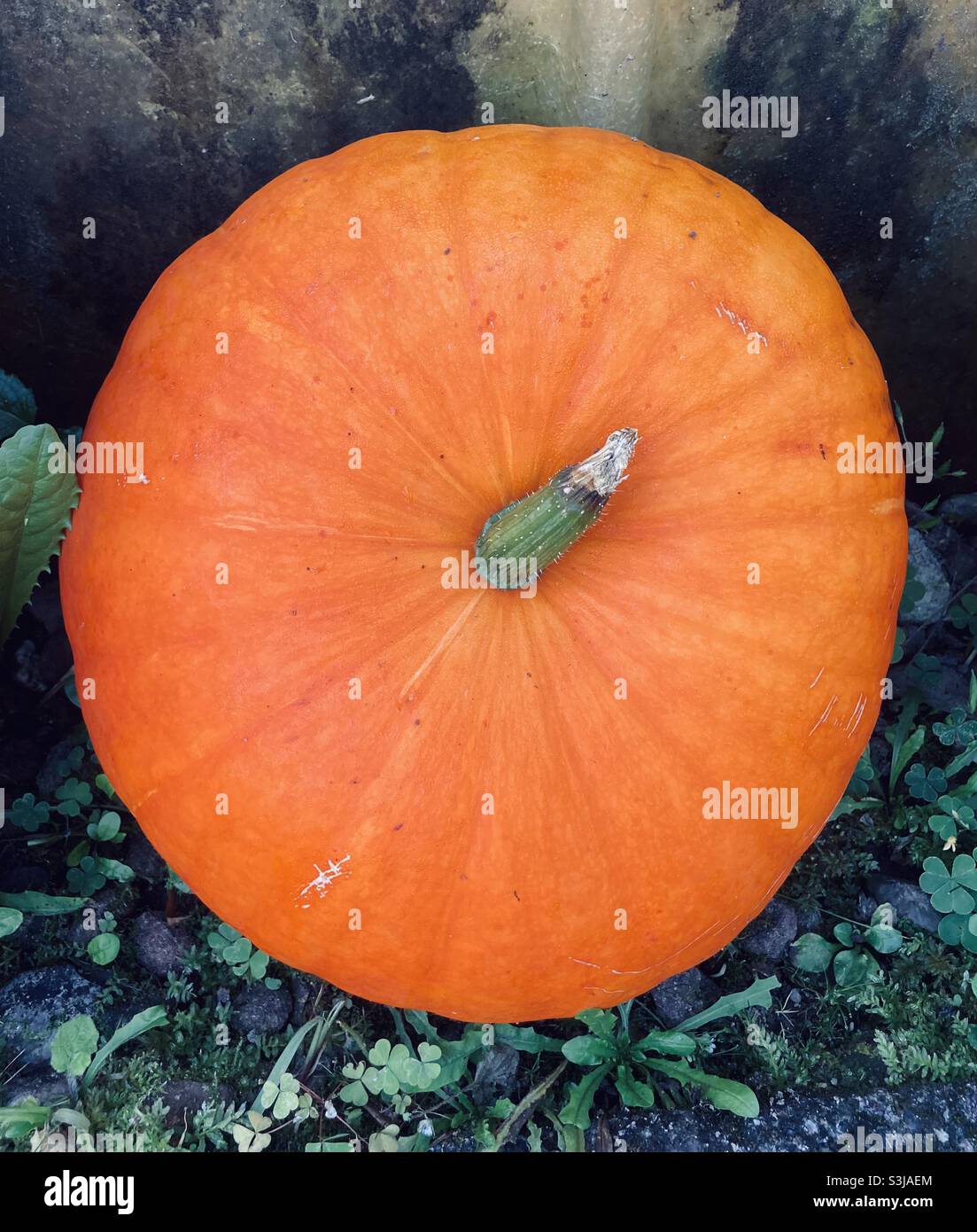Rich yellow and orange garden hi-res stock photography and images - Alamy