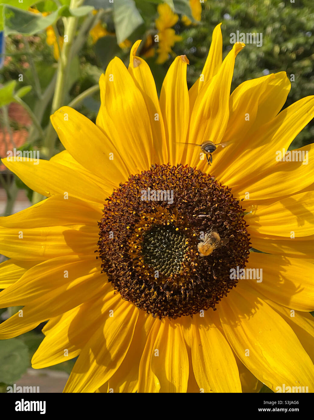 Insects on the flower hi-res stock photography and images - Alamy