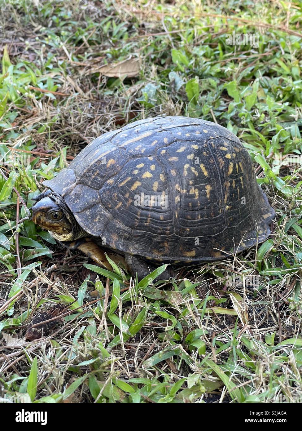 Turtle box hi-res stock photography and images - Alamy