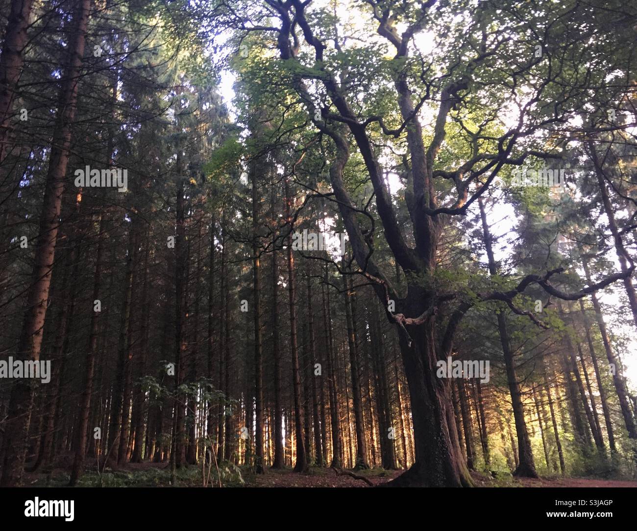 Thick forest trees hi-res stock photography and images - Alamy