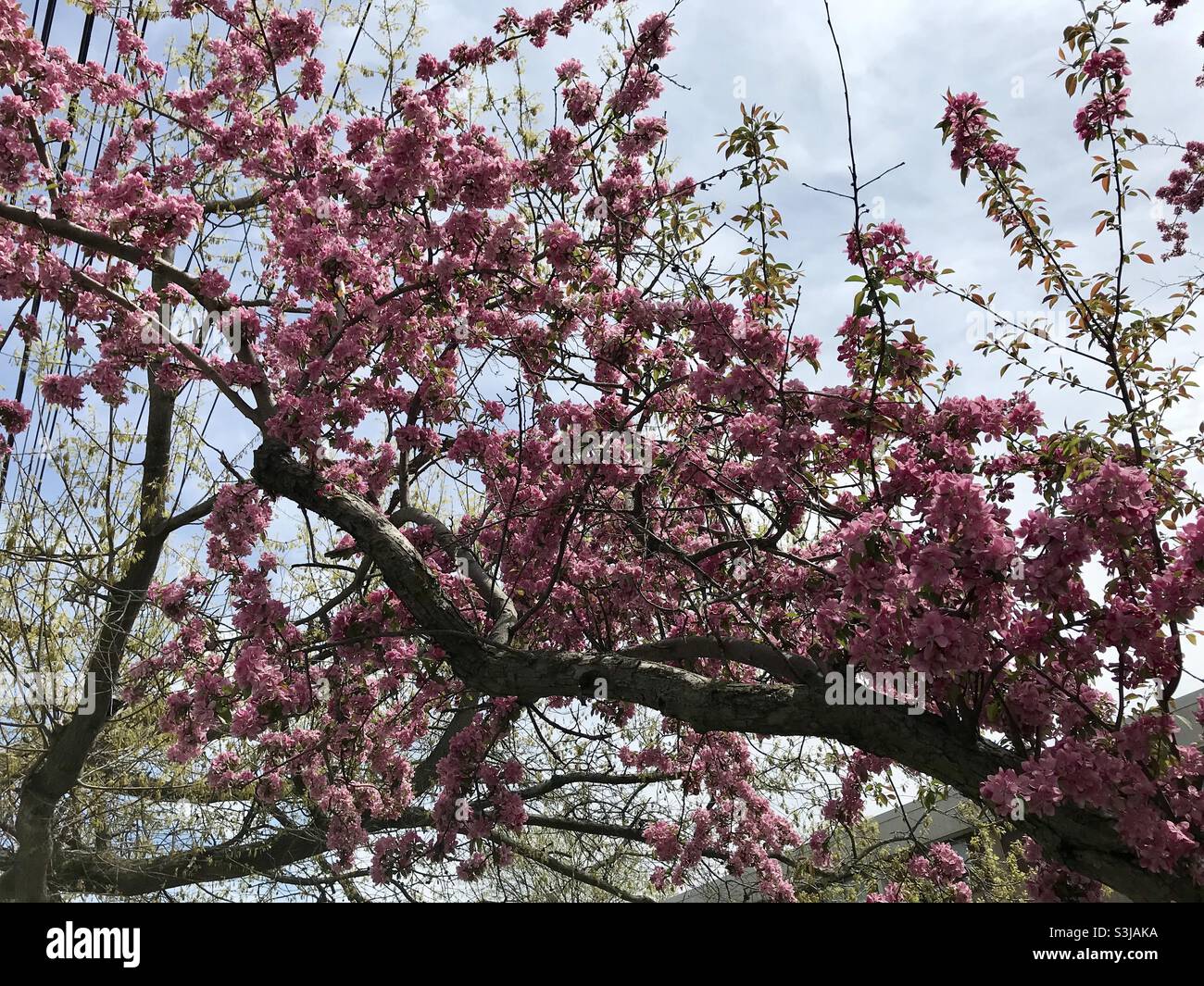 Pink tree branch hi-res stock photography and images - Alamy