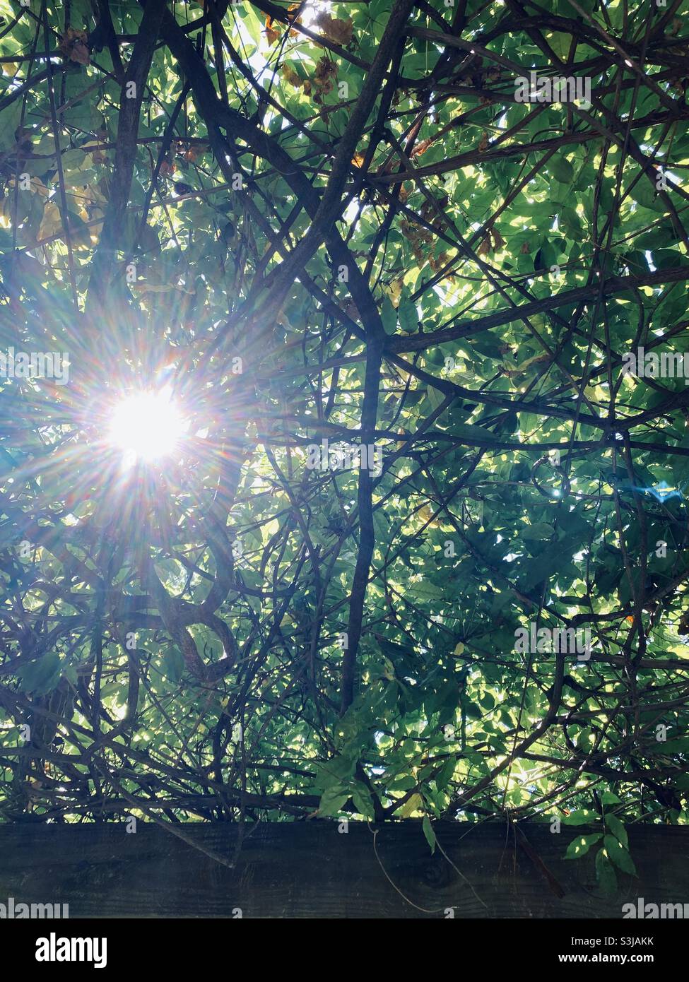 Foliage Vines High Resolution Stock Photography and Images - Alamy