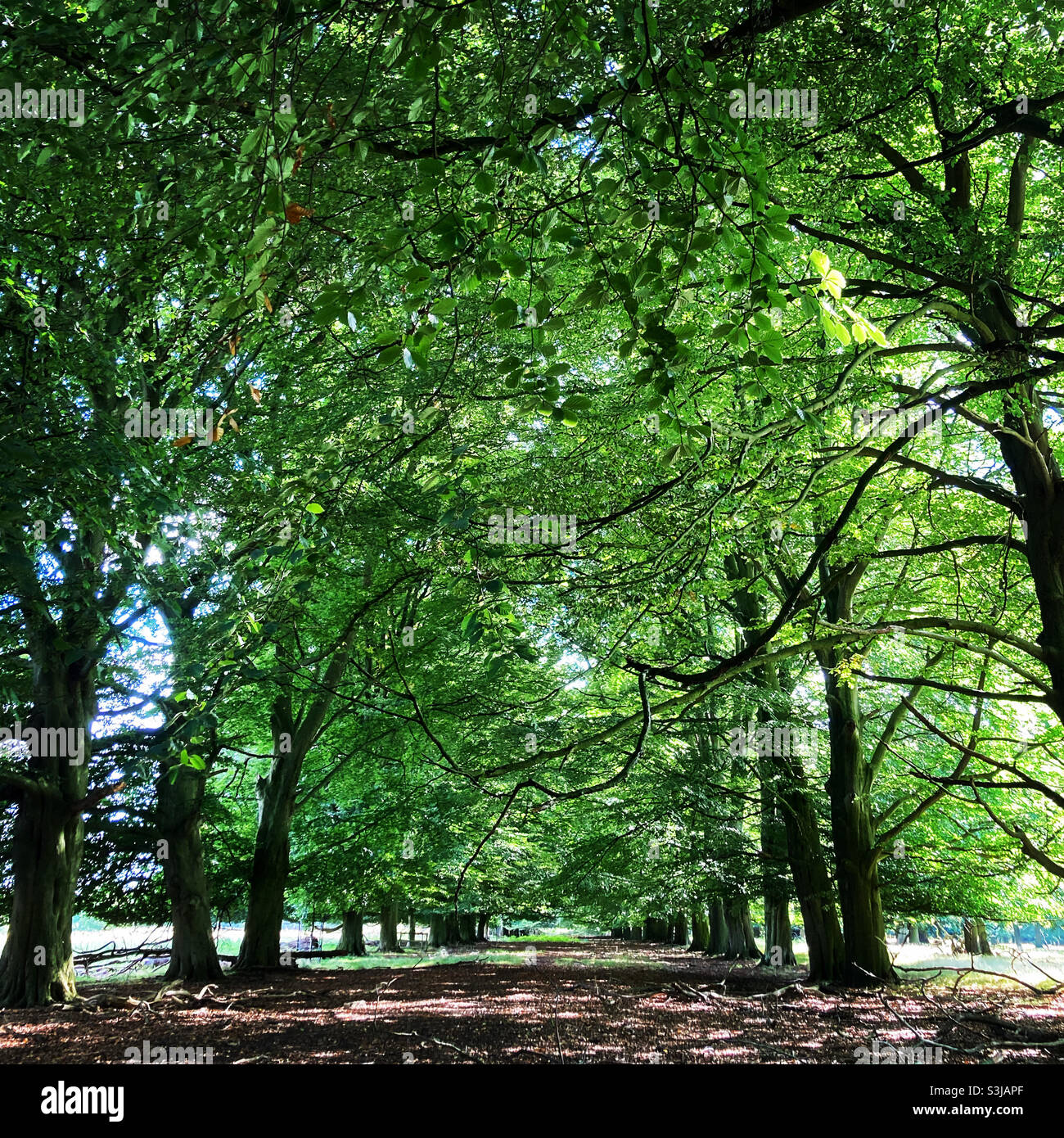 Tatton park cheshire hi-res stock photography and images - Alamy