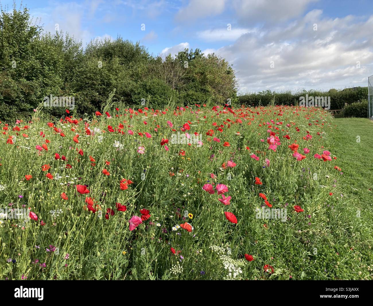 Wild poppies in countryside hi-res stock photography and images - Alamy