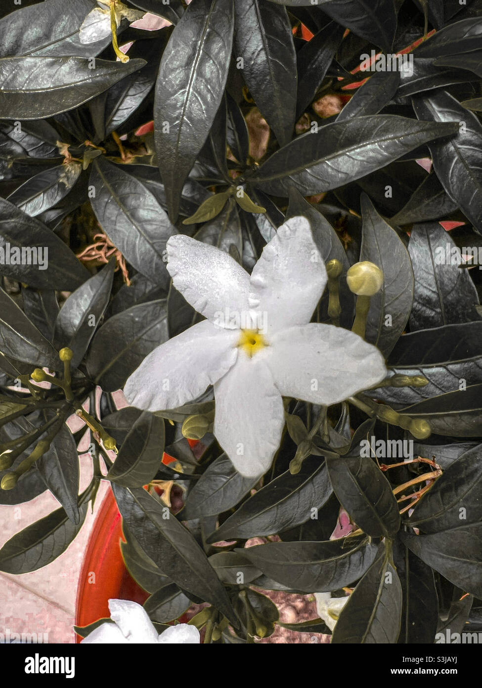 Milk flower hi-res stock photography and images - Alamy