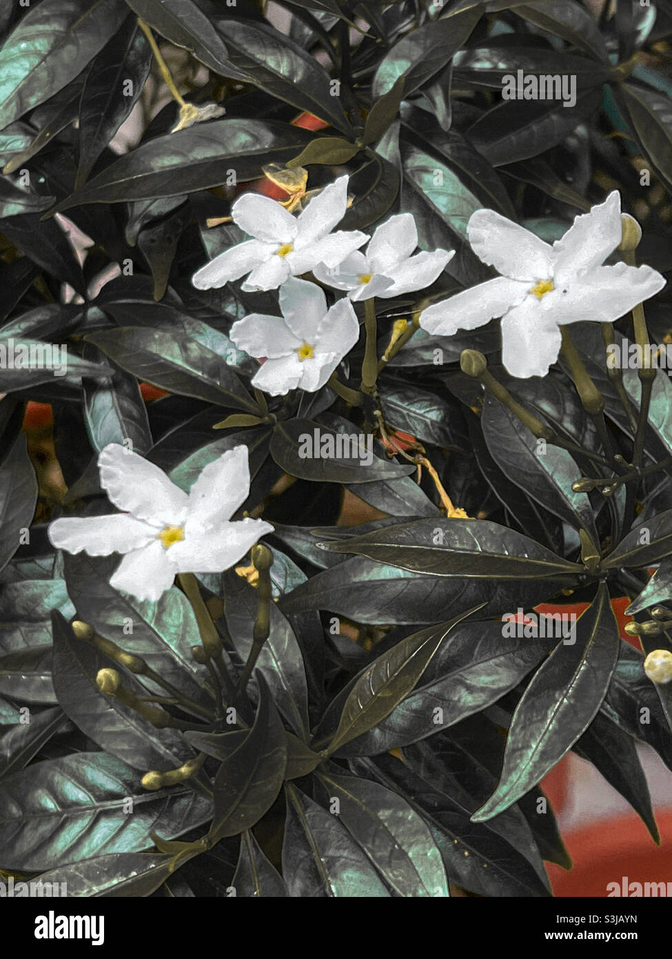 Milk flower hi-res stock photography and images - Alamy