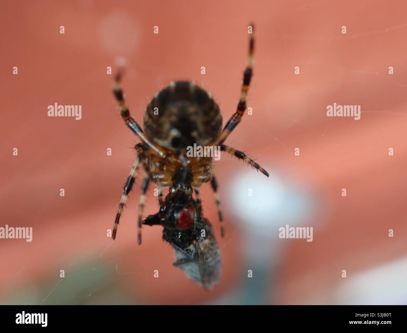 Caught in the web Stock Photo - Alamy
