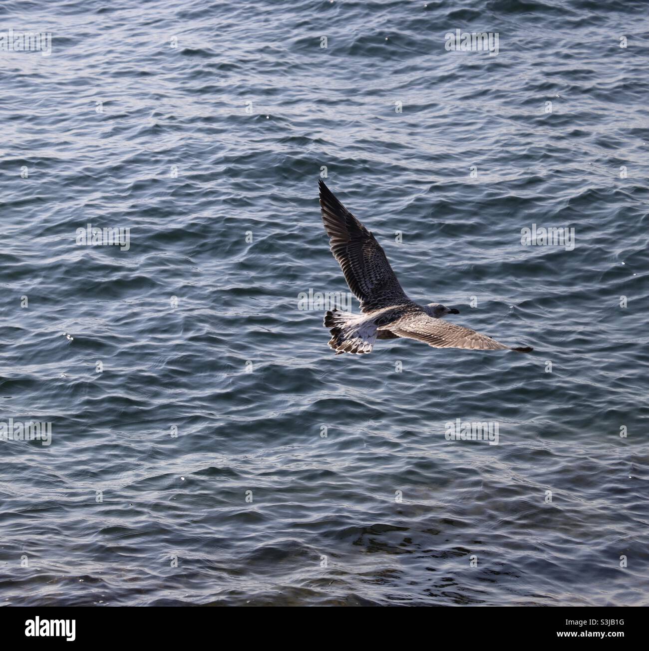 Young seagull in the ocean hi-res stock photography and images - Alamy