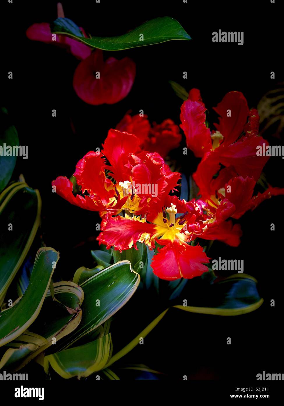 High contrast flower hi-res stock photography and images - Alamy