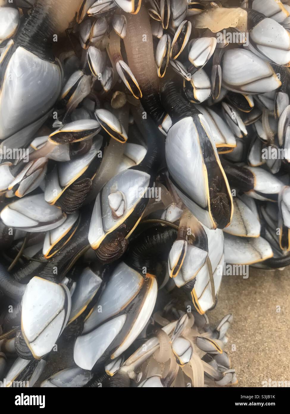 Muscles In The Ocean at Debra Masters blog