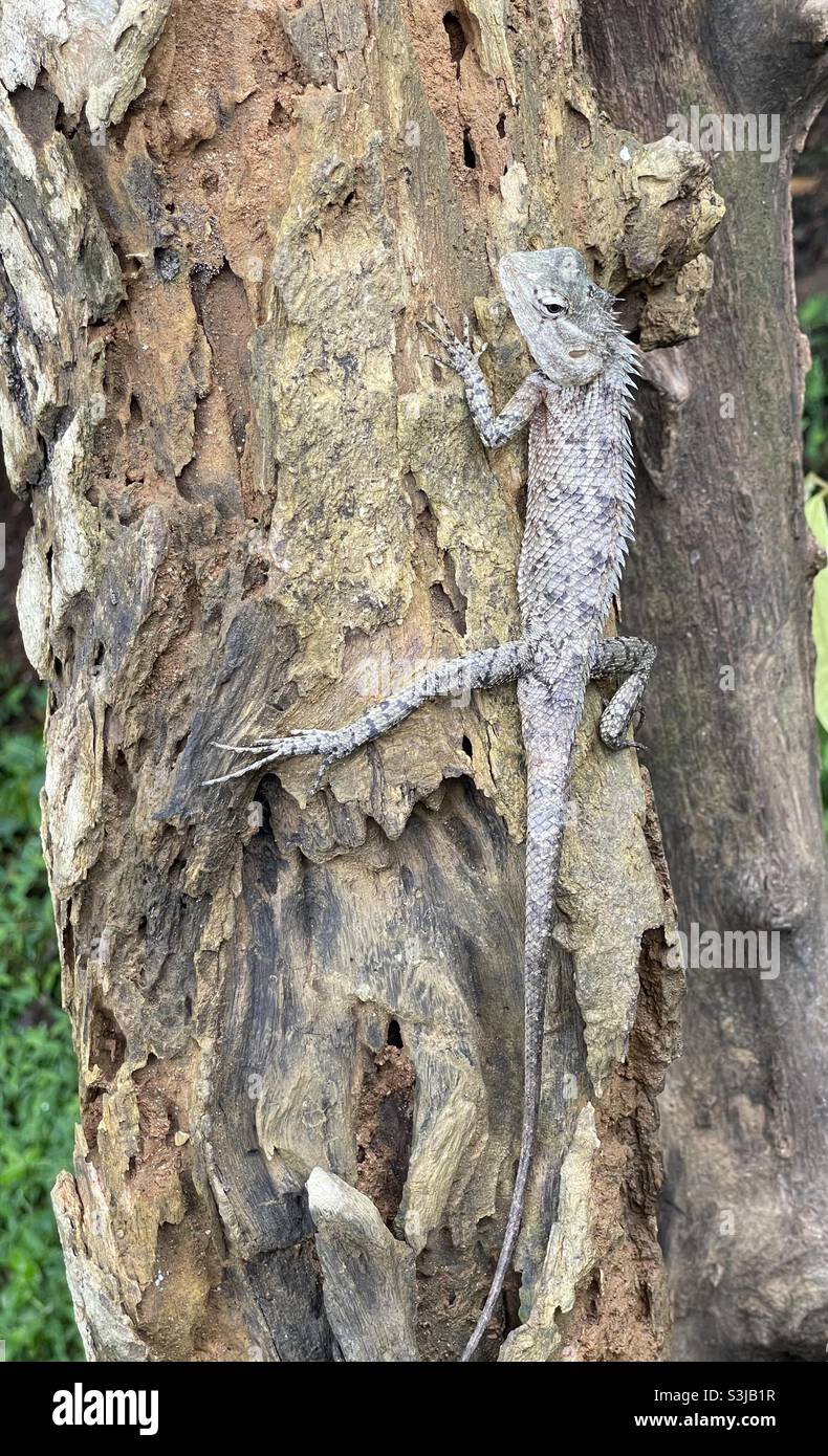 Male calotes calotes hi-res stock photography and images - Alamy