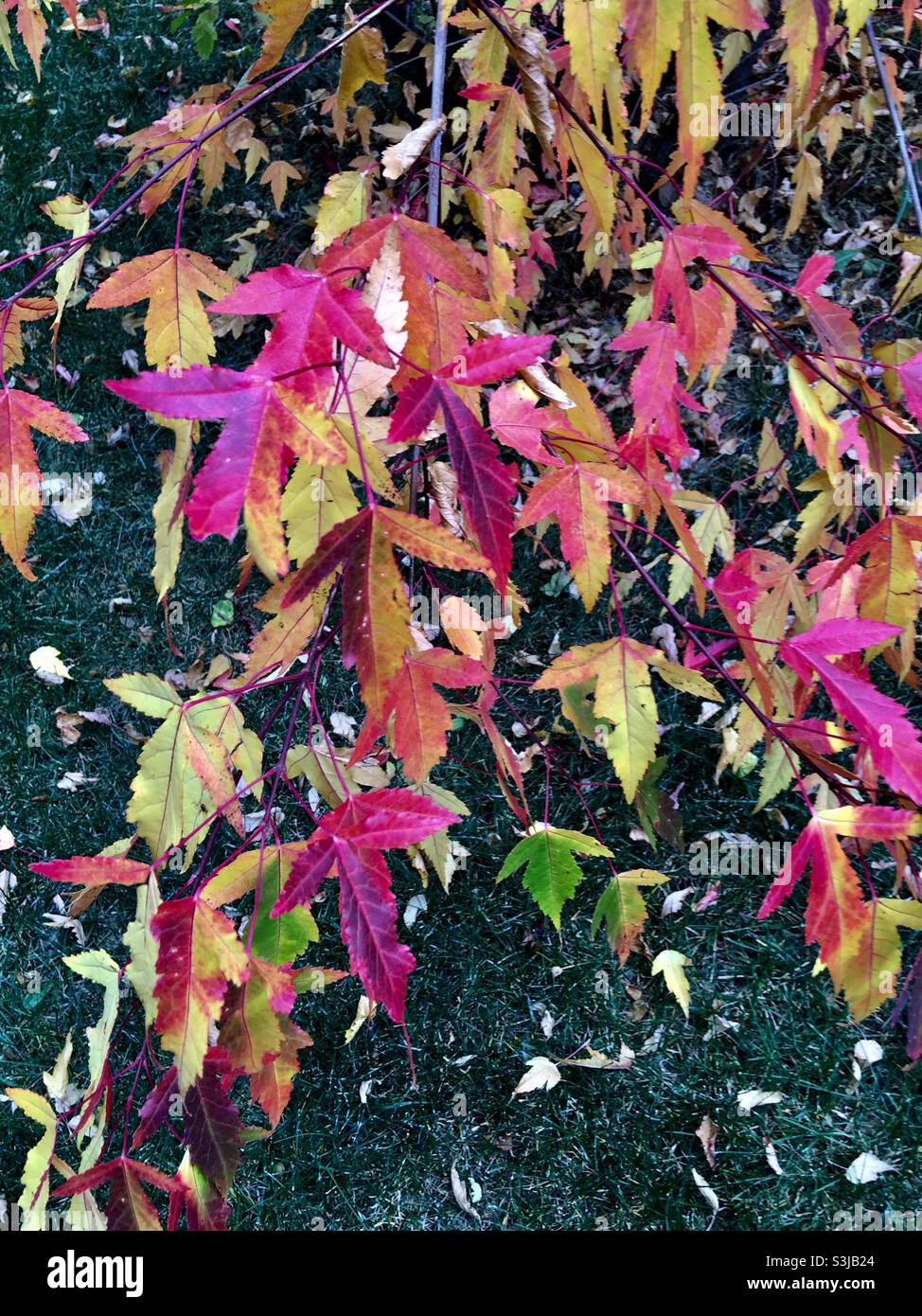 Backyard photography, autumn, September, 2021, Calgary, Alberta ...