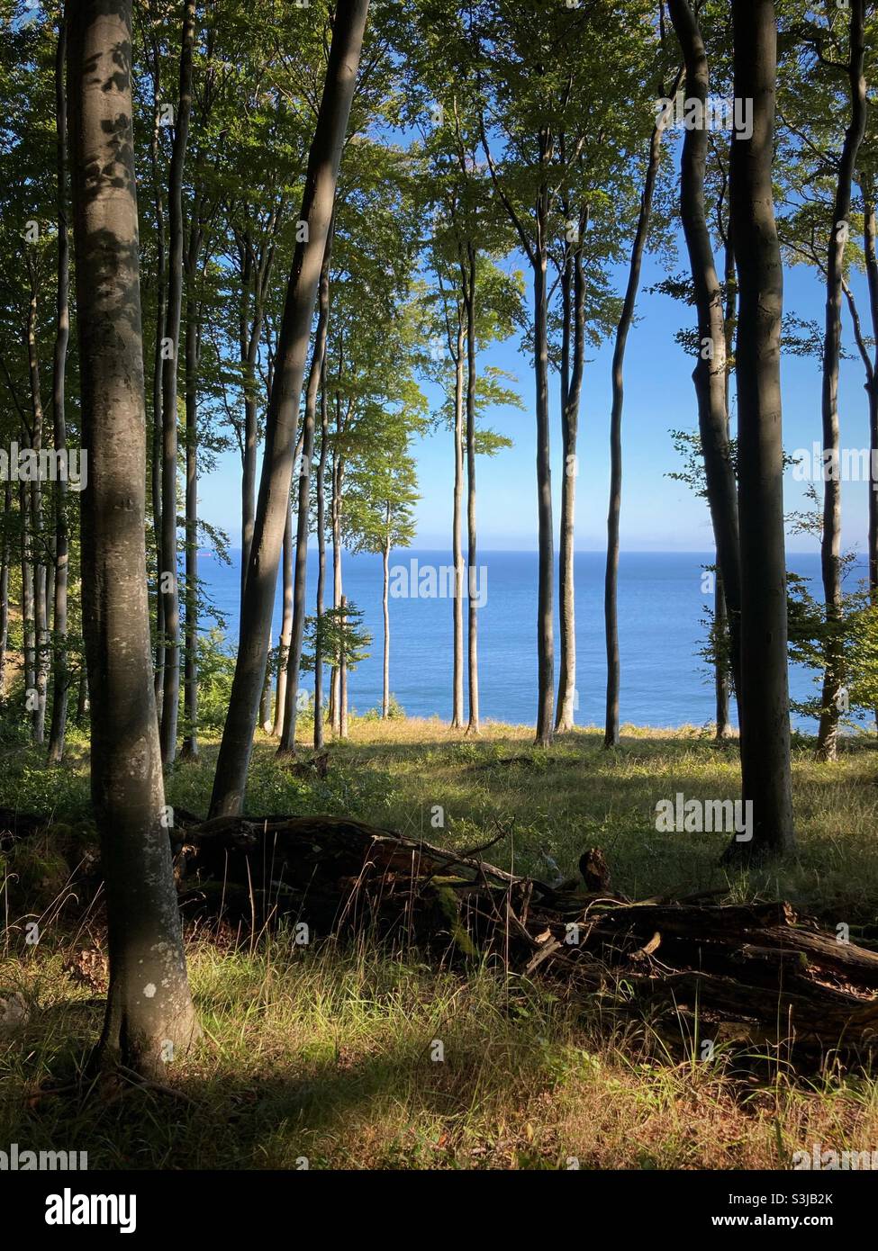 Beech forest trees jasmund hi-res stock photography and images - Alamy